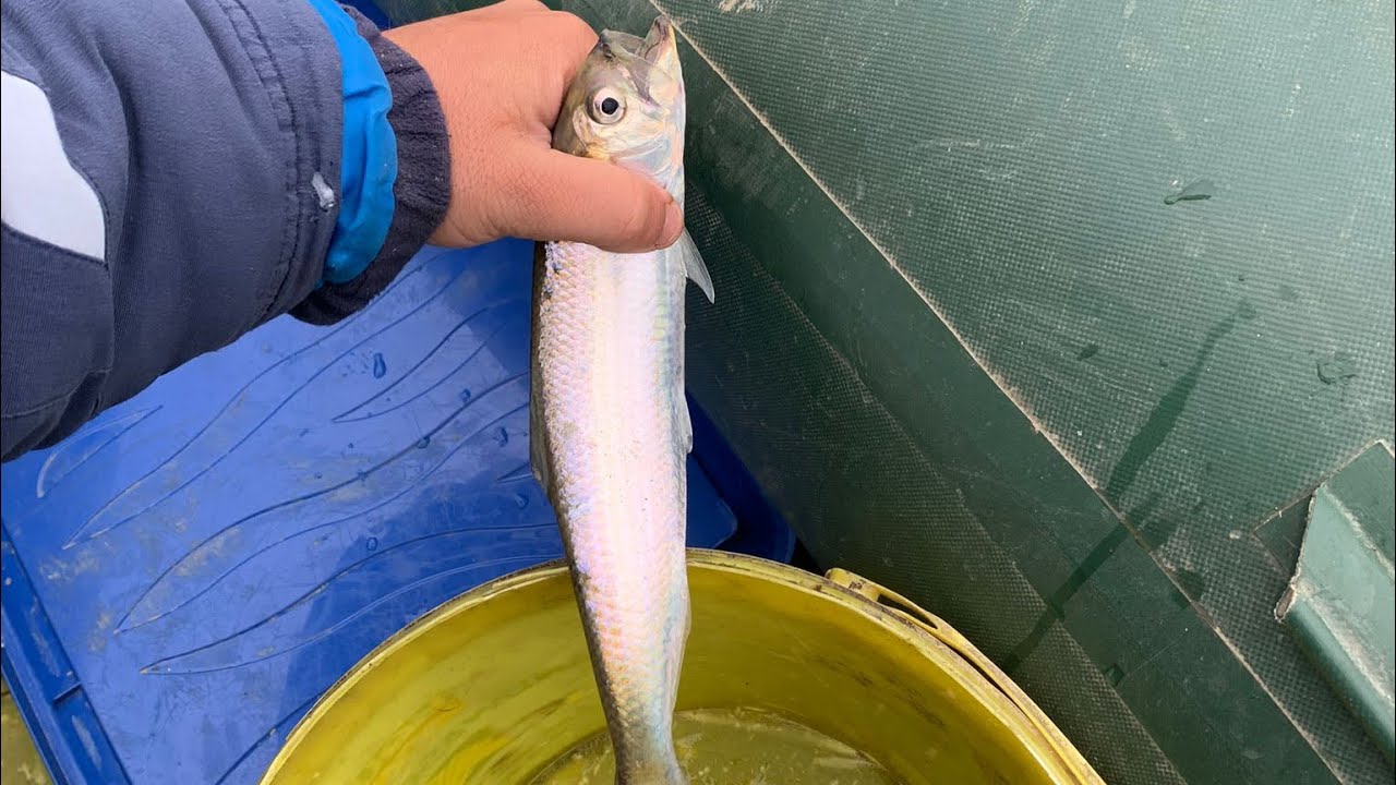 ,, AM RUPT SCRUMBIA !! “ 😱😅 Pescuit la scrumbie început de sezon . 🐟# ...