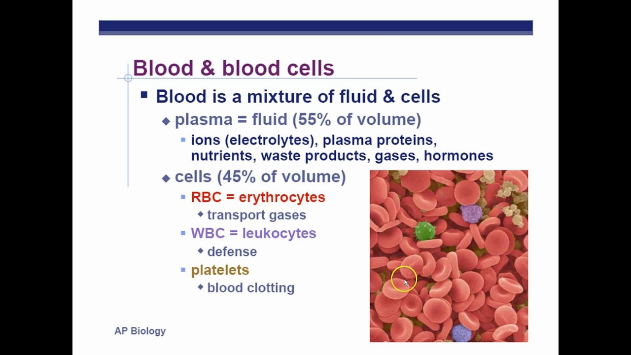 AP Biology Chapter 42 Animal Circulation Part 4 - YouTube