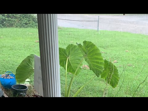 Front porch raining’ and thinkin’ - YouTube