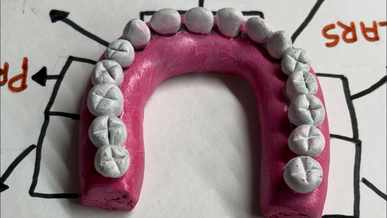 Easy Teeth Model| Teeth Model with Clay | Teeth Model| Realistic Teeth ...