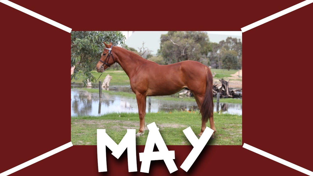 Your Birth Month Your Horse Life ( May ) - YouTube