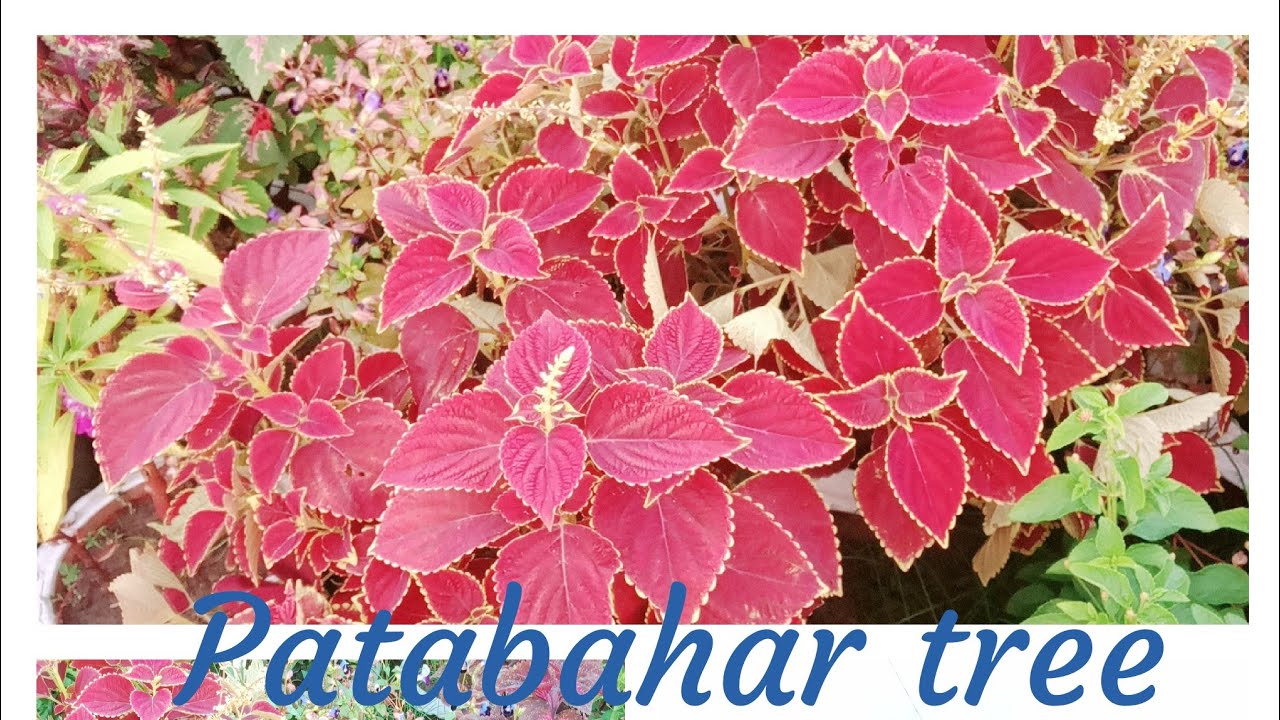 Patabahar||Natural beauties||Different types of leaves|| patabahar tree ...