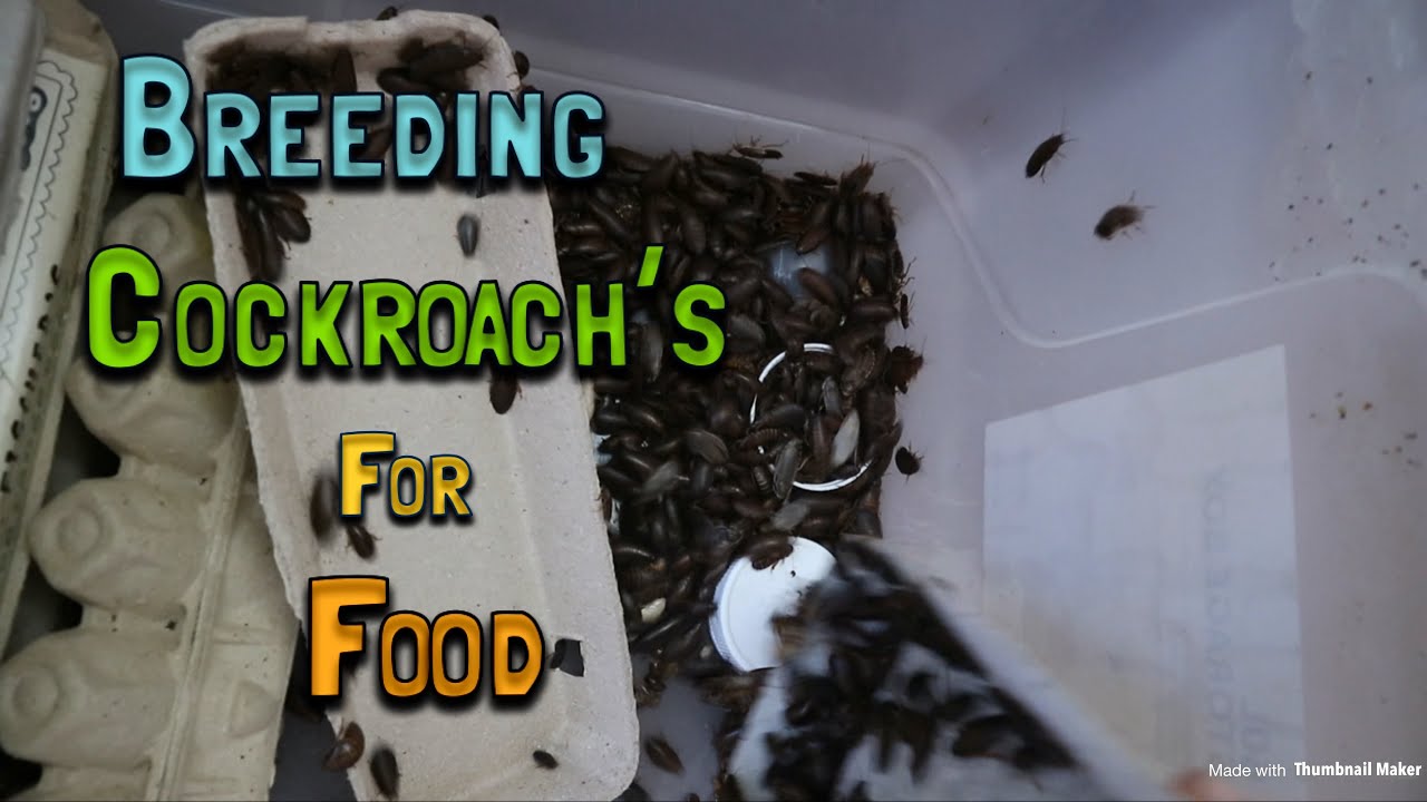 Breeding cockroaches for food - YouTube