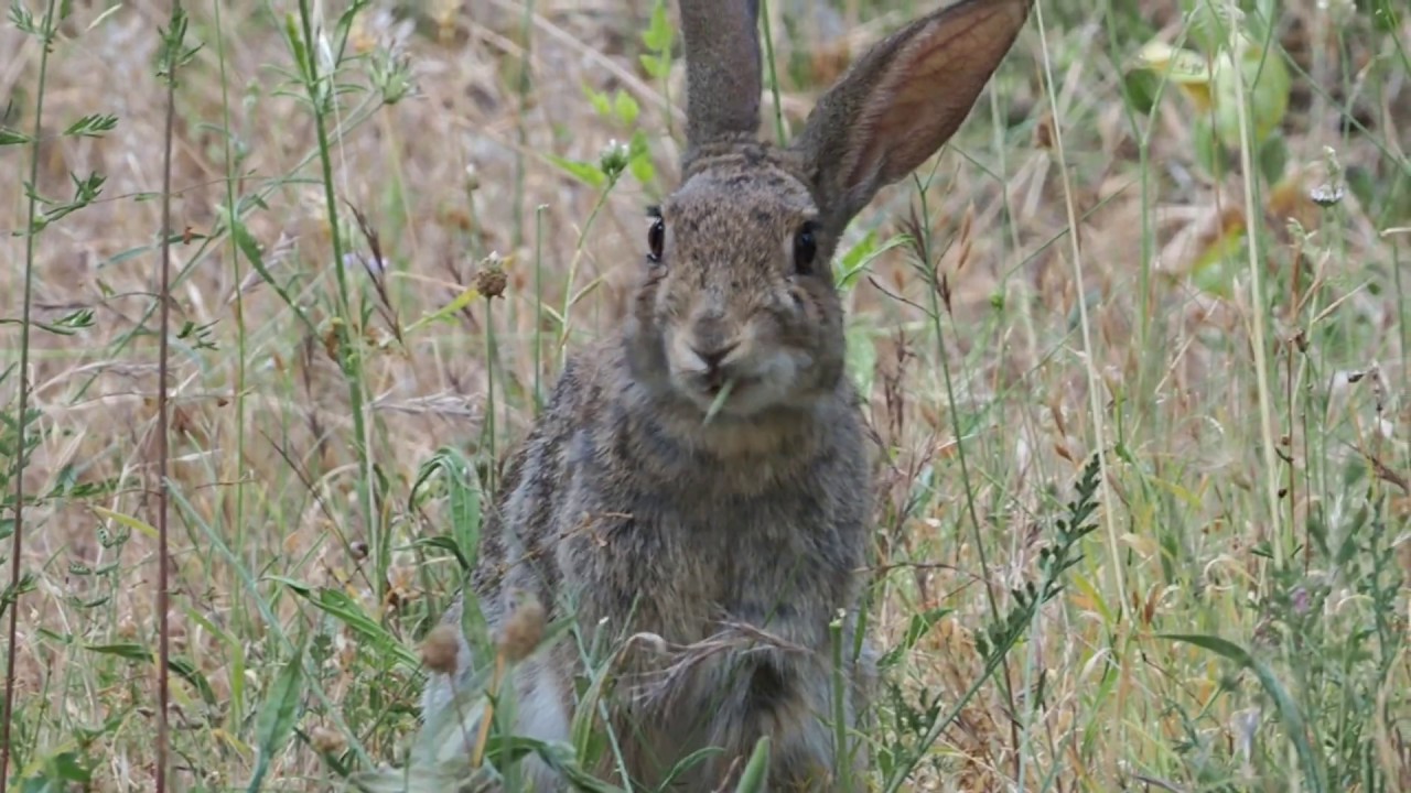 La minute nature - Le lapin - YouTube