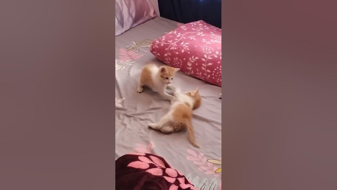 Cute Kitten Youtube