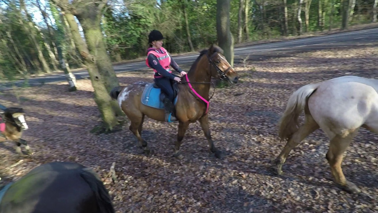 Holly Riding School - Boxing Day! - YouTube
