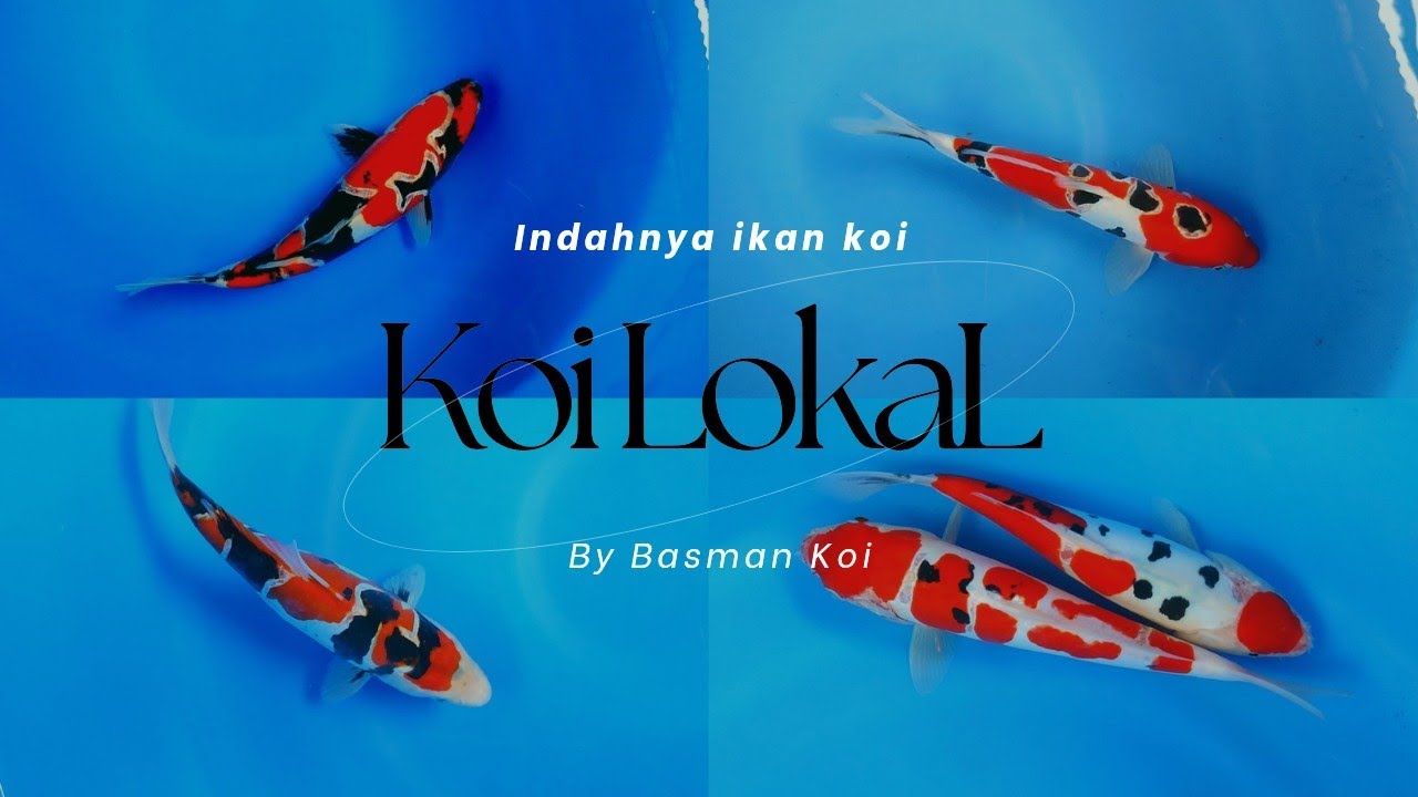 Kepoin harga ikan Koi NARUTO di Basman Koi 🥰🥰🥰 - YouTube