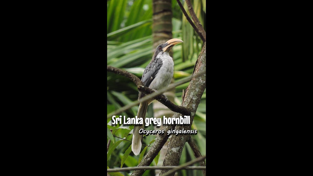Ceylon Grey-Horn-bill (Alu Kadaththa/අළු කෑදැත්තා) #shorts - YouTube