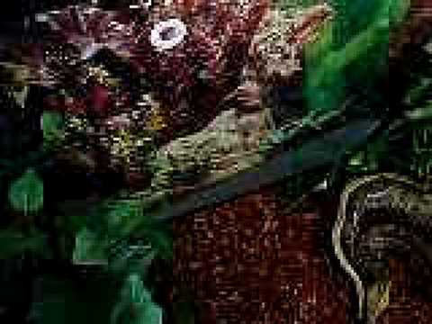 intro to Blood python , 2 ball pythons , redtail boa - YouTube