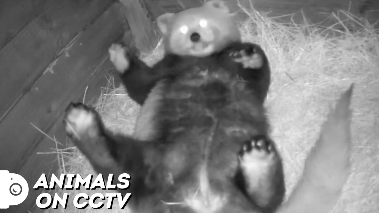 Hilarious Red Panda Roly-Poly's Into Bed Compilation | Animals on CCTV ...