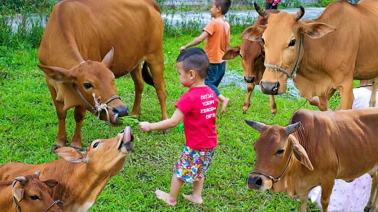 con bò - liên khúc nhạc thiếu nhi - chú bộ đội - bống bồng bang bang ...