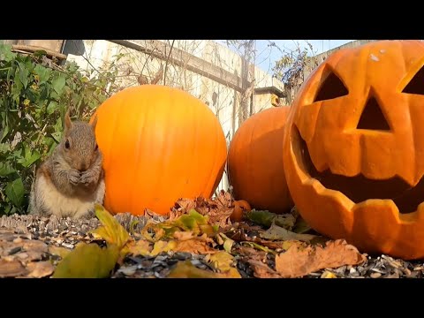 Happy Halloween!!  - Squirrels and Pumpkins for CATS - October 31, 2021