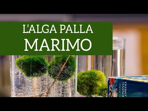 Il Marimo, l'alga giapponese degli innamorati - YouTube