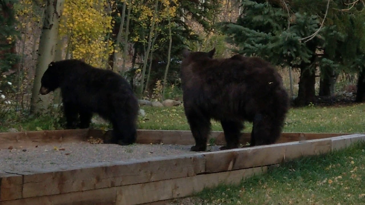 Bear sighting Breckenridge, Colorado Sept 2018 - YouTube