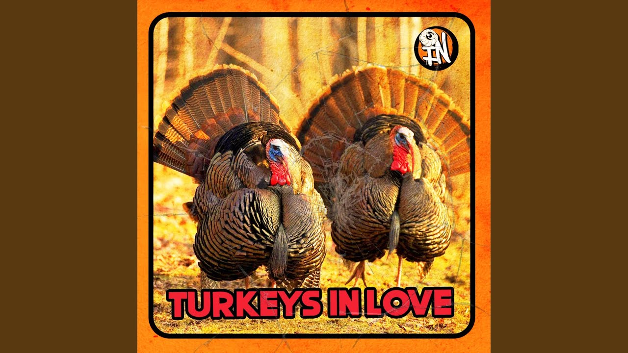 Turkeys in love - YouTube