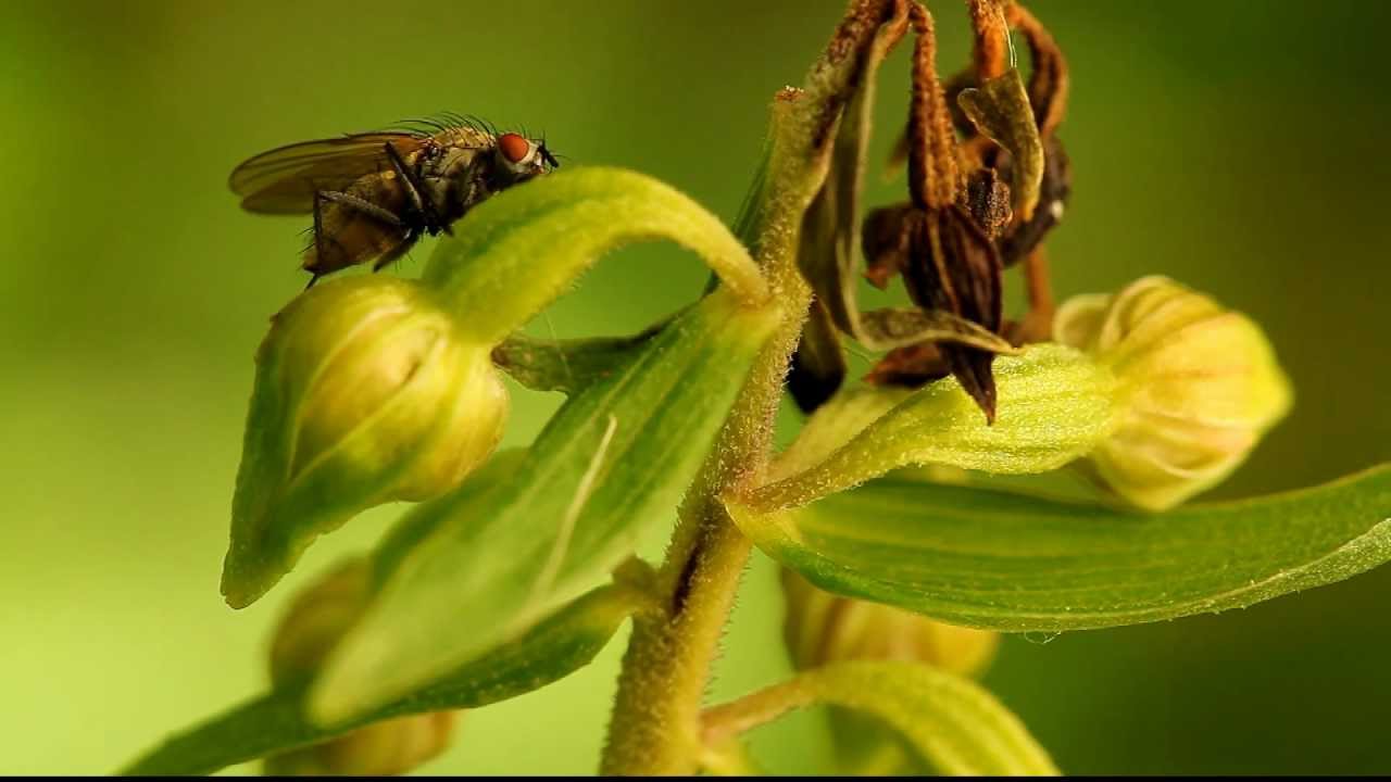 Anthomyiid fly on a Helleborine (Epipactis) orchid. - YouTube