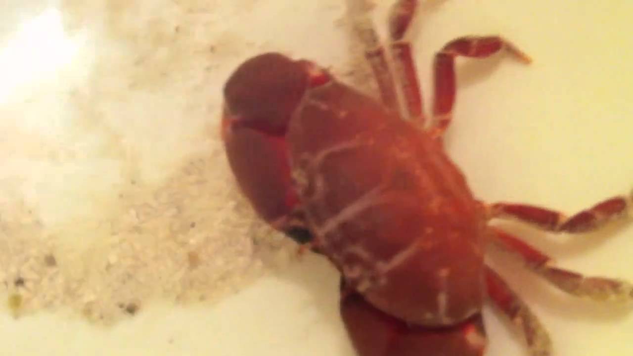 Red Stone crab update 2 - YouTube