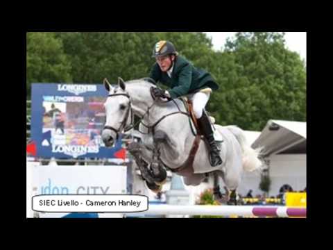 Hengstfohlen / colt / stallion *2013 von Plot Blue - Monte Bellini ...