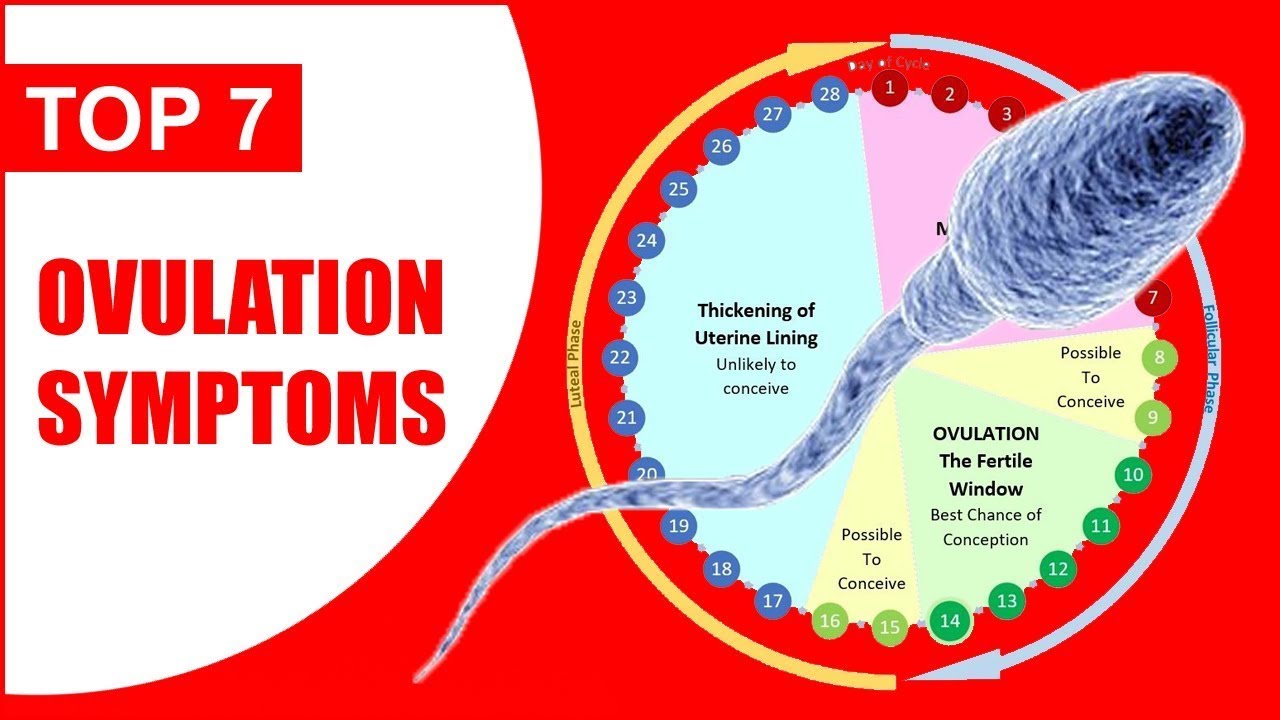 Symptoms of Ovulation – Ovulation Symptoms | Signs and Ovulation Days ...
