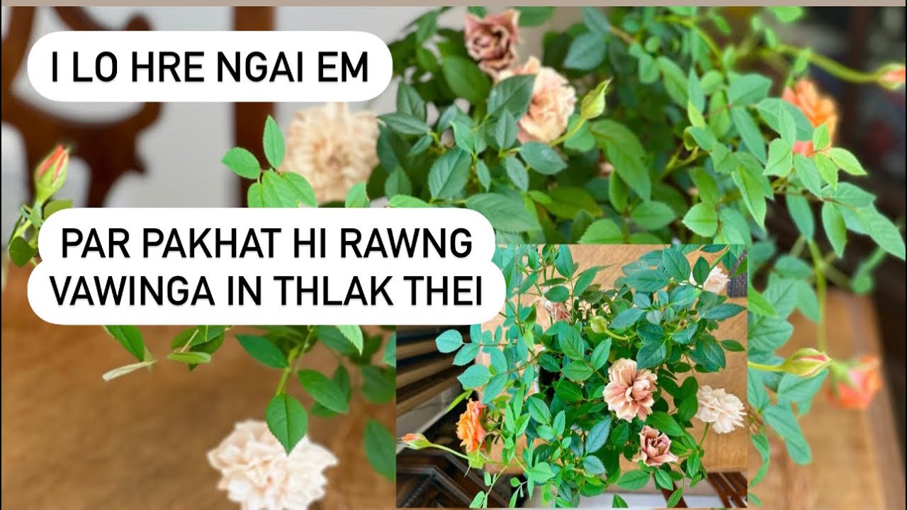 Rose kung pakhat ah Rawng vawinga 5 thlak i hmu tawh ngai em… - YouTube