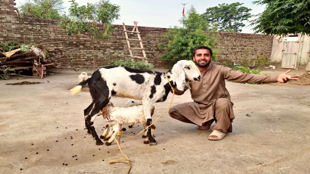 New baby goat aa gay🤩 - YouTube