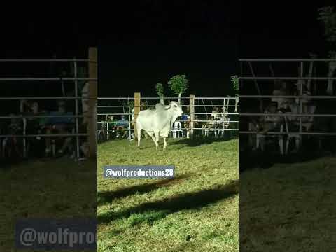 toro valiente #shorts