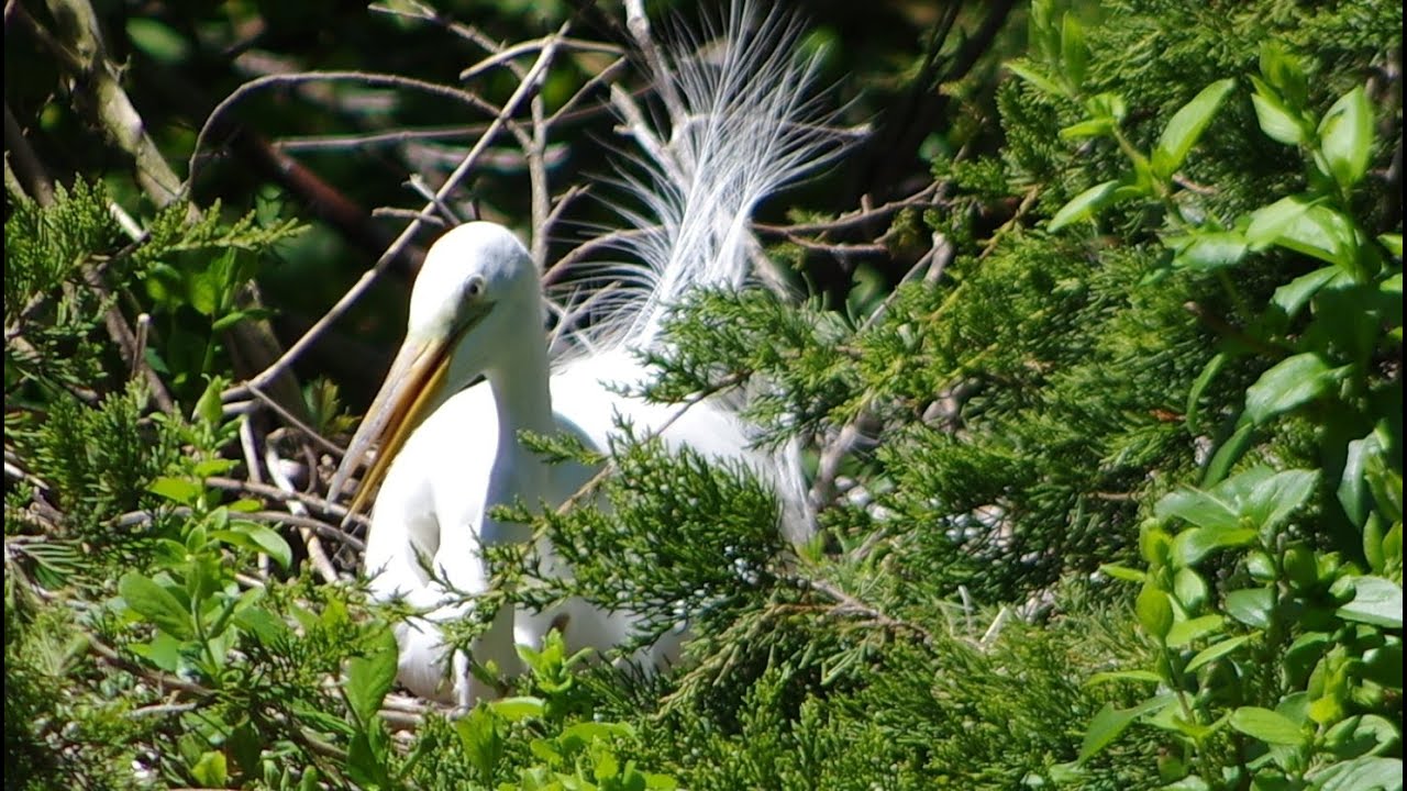 Ocean City Rookery - 5/23/2020 - YouTube