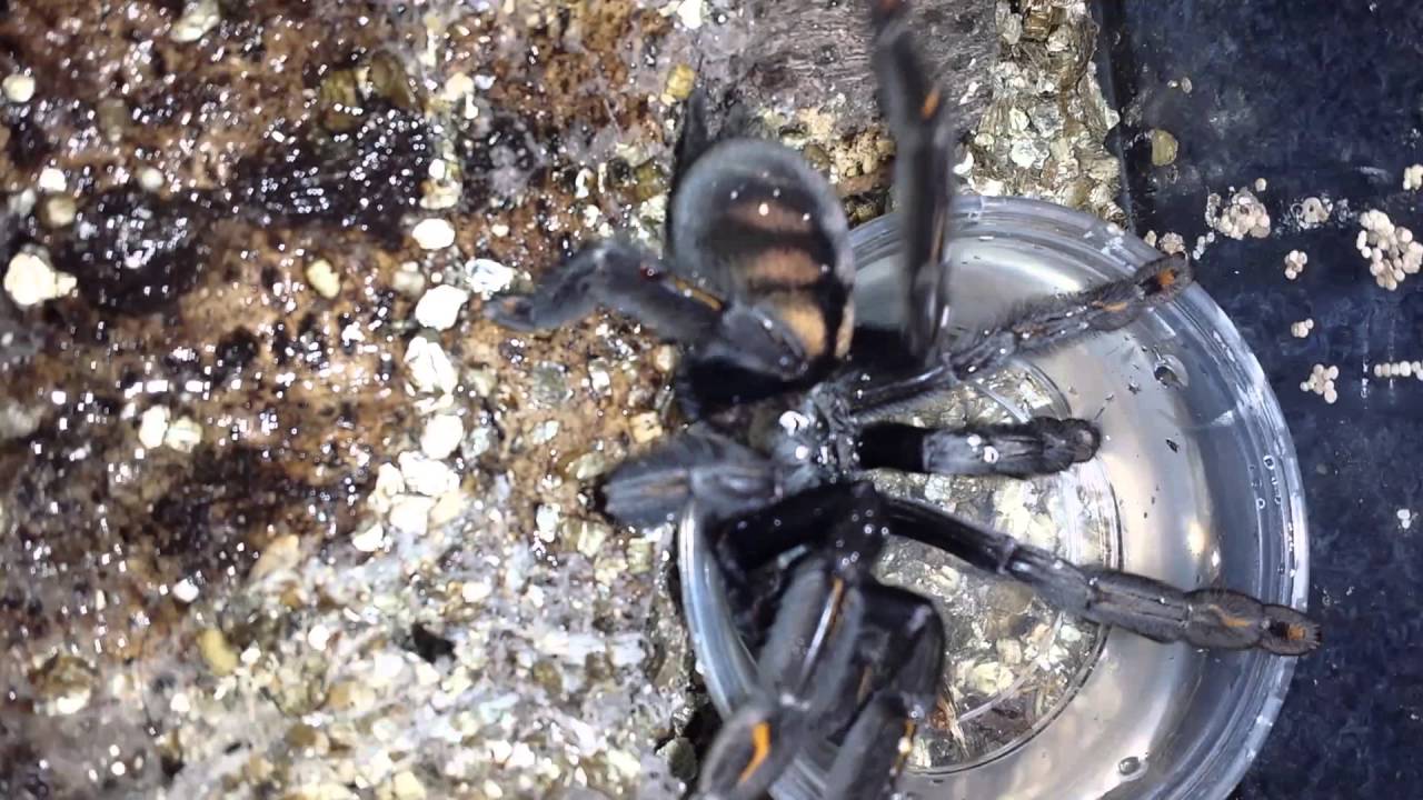 Venomous Tarantula goes for a swim - YouTube