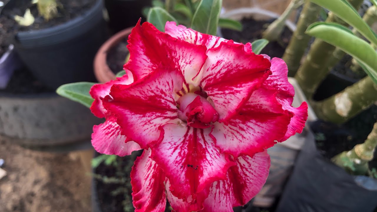 Rosa do deserto Berta! - YouTube