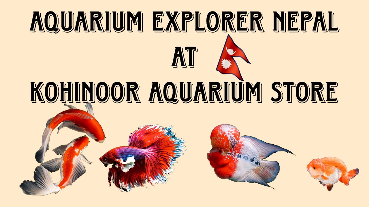 Kohinoor Aquarium store Fish Price?? ||Aquarium Nepal|| #aquariumnepal ...