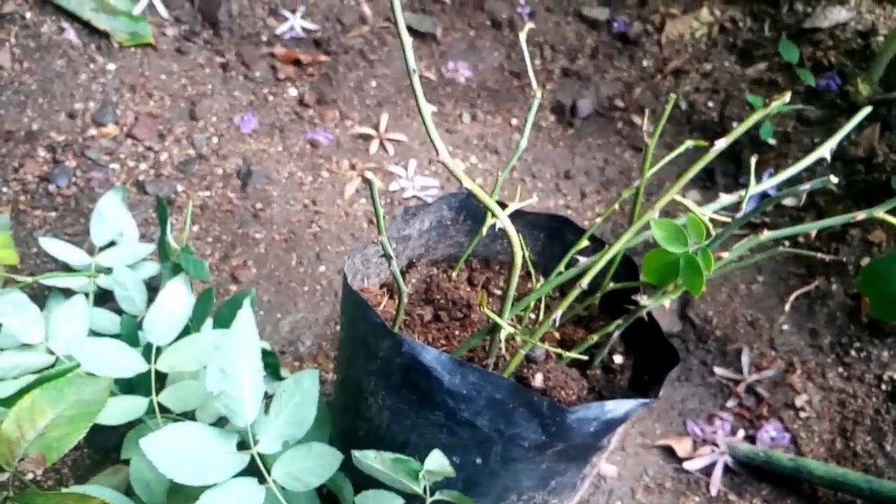 como reproducir rosas por codos/How to reproduce roses by elbows - YouTube