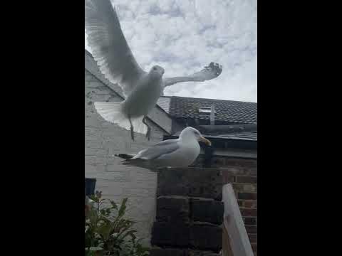 MALE SEAGULL BEING CHIVALROUS TO HIS MATE - YouTube