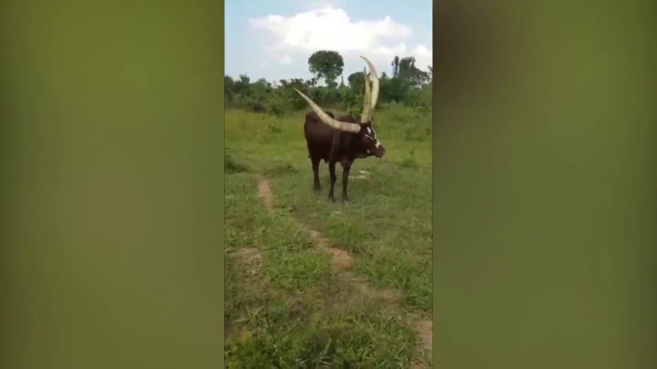 Uganda Bizarre footage shows cow with three huge horns - YouTube