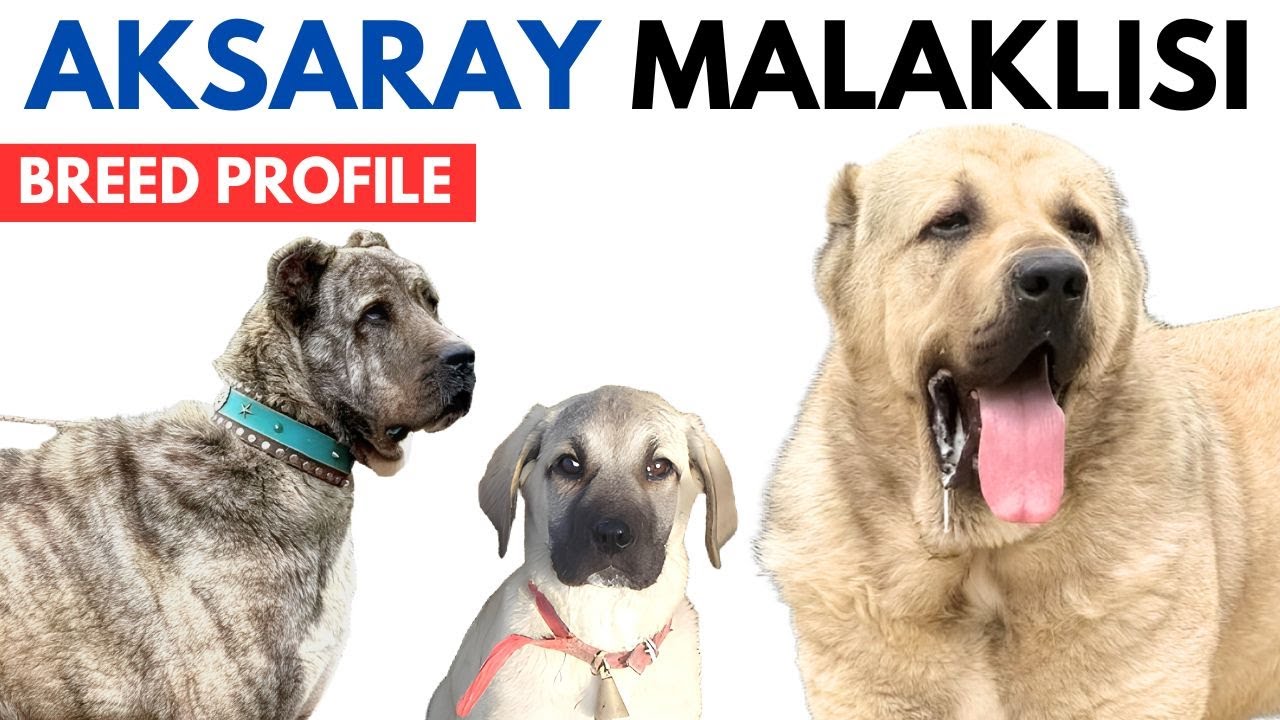 Aksaray Malaklisi Breed Profile History - Price - Traits Aksaray ...