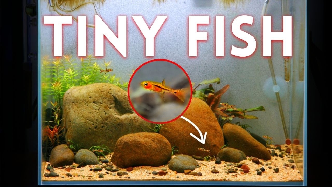 I Built A River Ecosystem For My Tiny Fish - YouTube