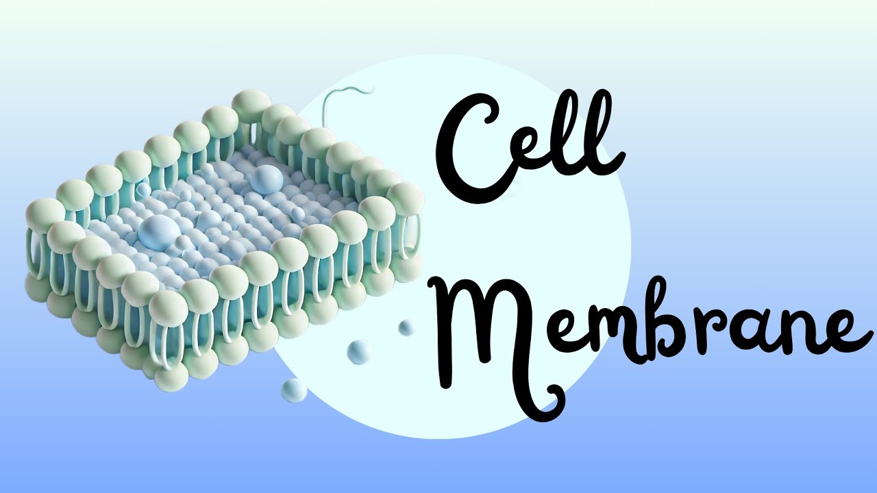 Cell Membrane: The Gatekeeper of the Cell - YouTube