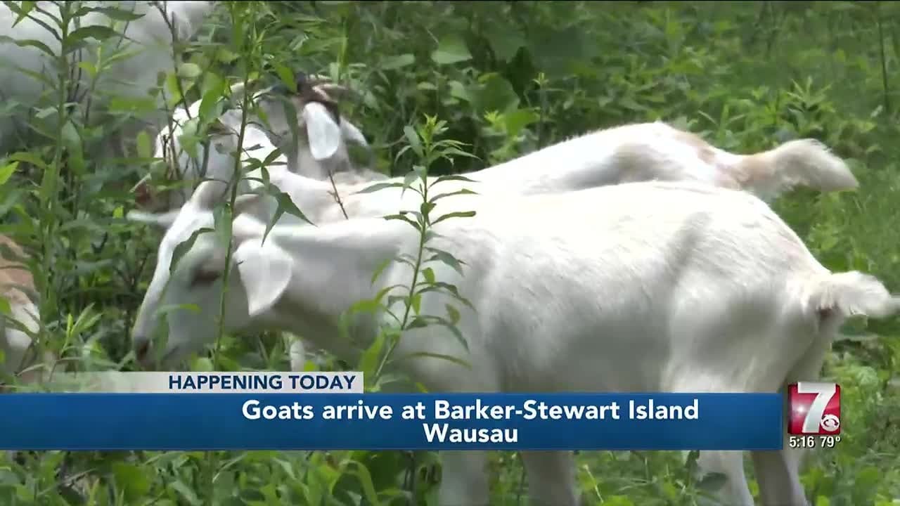 #Goats come back to Wausau to help eat invasive plants on Barker ...