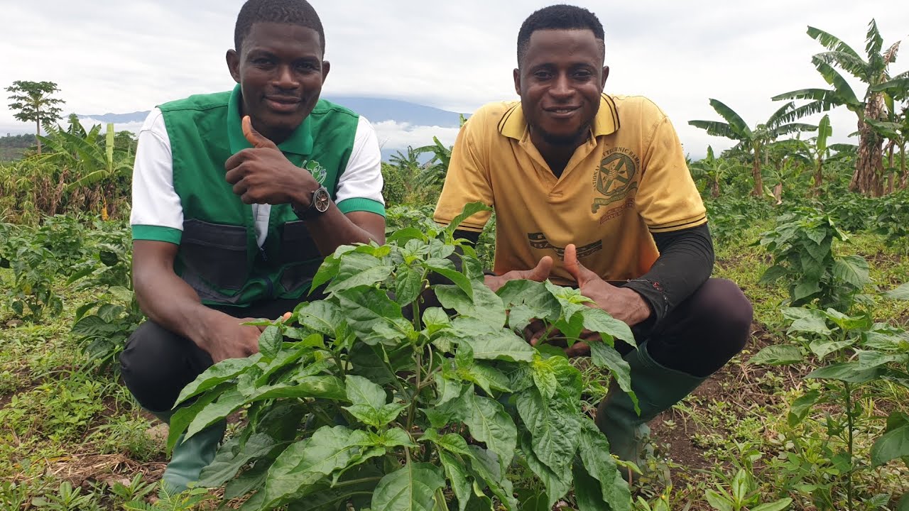 You won't believe what this young man is doing as a pepper farmer in ...