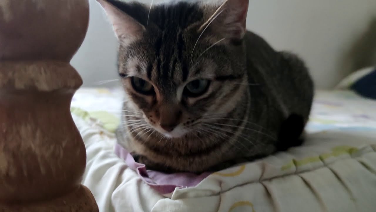 Gato pensando || Thinking cat - YouTube