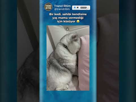 Mama Verilmediği İçin Küsen Kedi 🤣🥰