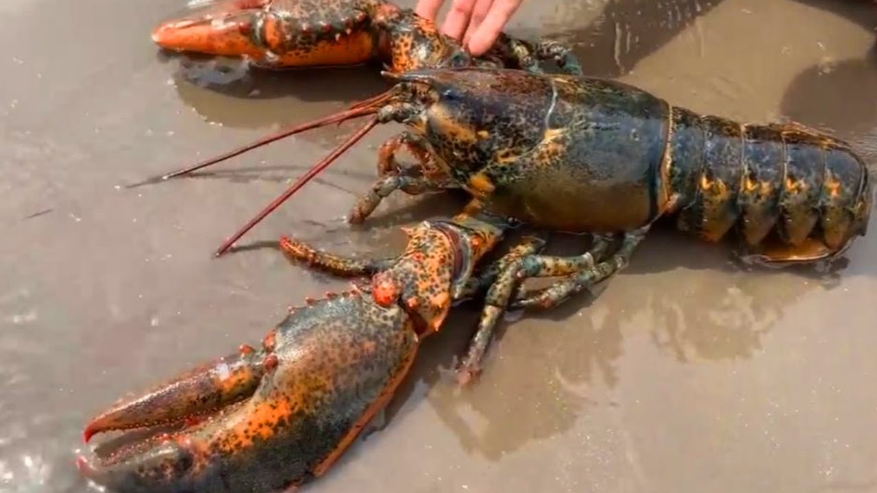 Prawns & lobsters show their teeth and claws! Caught two big ones ...