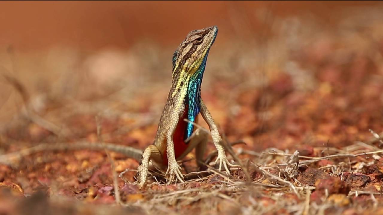 FAN THROATED LIZARD - YouTube