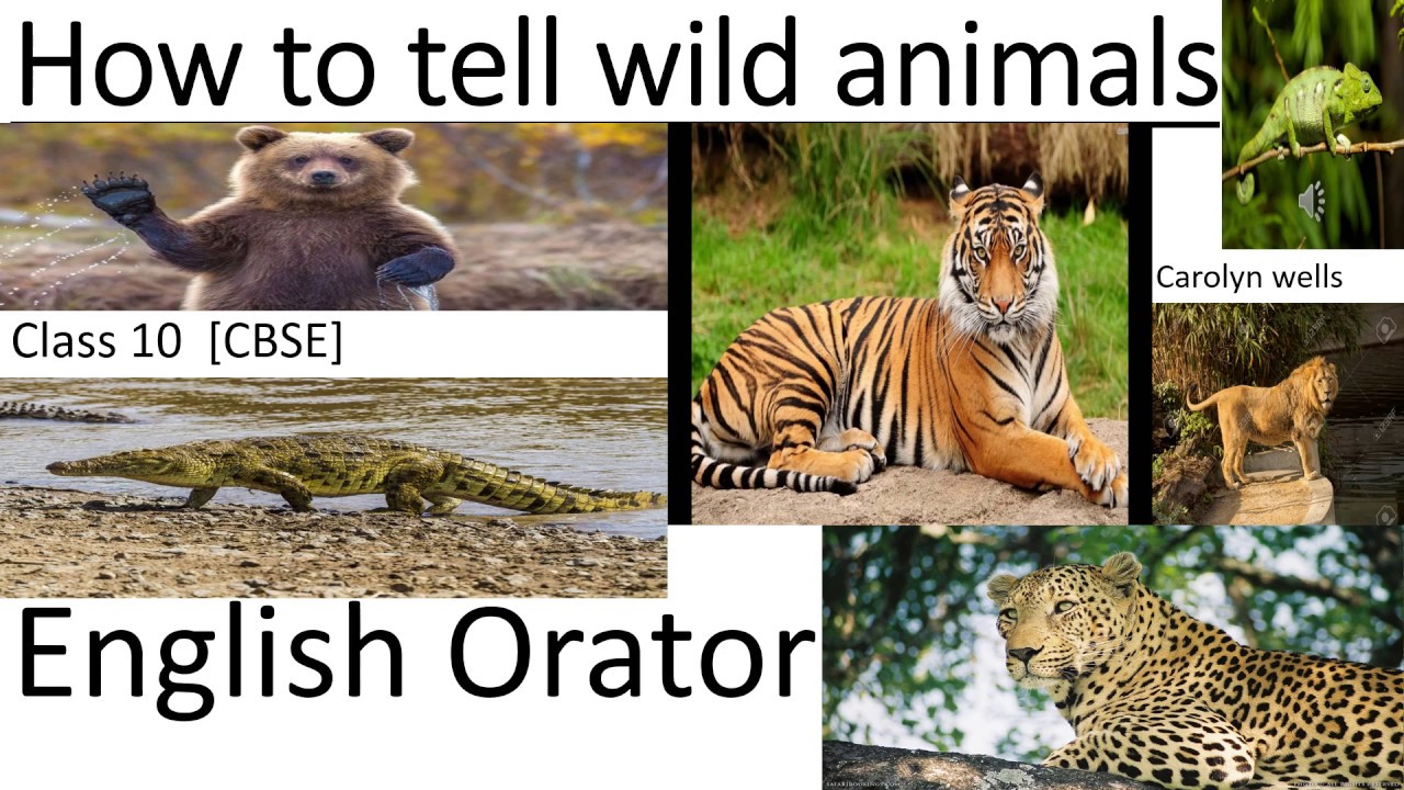 Poem How To Tell Wild Animals Class 10 YouTube poem-how-to-tell-wild-animals-class-10-youtube