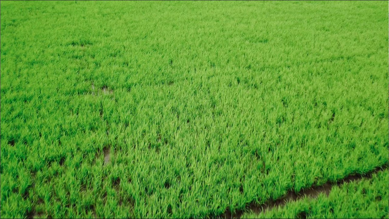 Palayan drone shot - YouTube