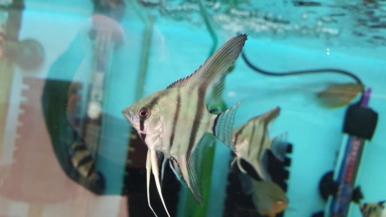 살아있는 화석 "엔젤피쉬" (1억5천만년 전 화석) 열대어 Angel Fish Fossil / 모스모 Mossmo Story ...