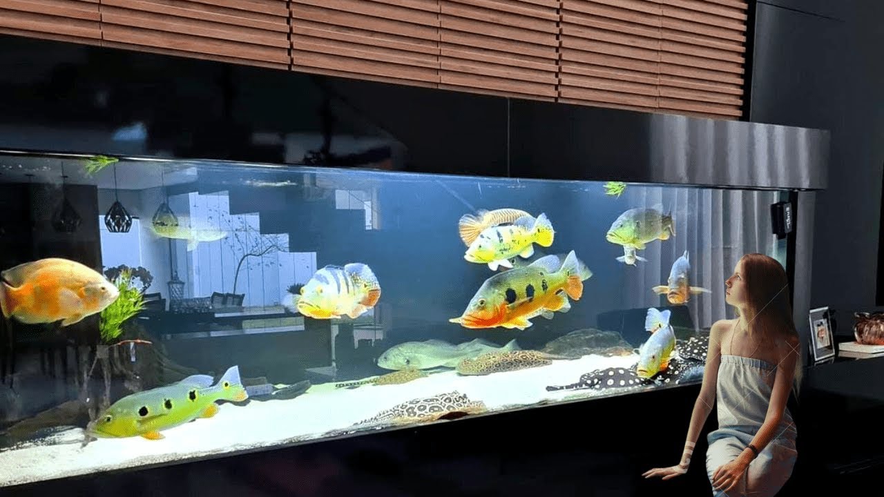 Amazing Monster Fish Tank and Greatest Time for Feeding Monster ...