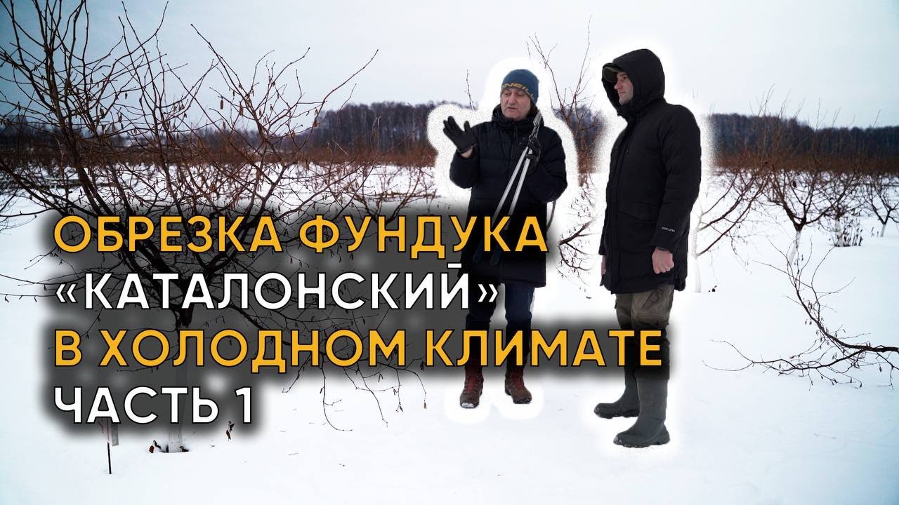 ОБРЕЗКА ФУНДУКА «КАТАЛОНСКИЙ» В ХОЛОДНОМ КЛИМАТЕ ЧАСТЬ 1 - YouTube