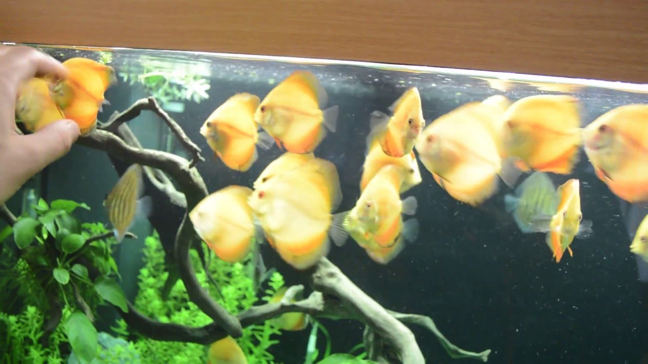 Discus Fish Feeding on Frozen Beefheart - YouTube