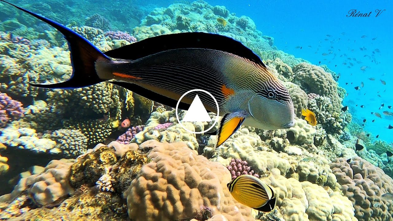 Apprendre à reconnaître les poissons L'Acanthurus sohal ou Poisson ...