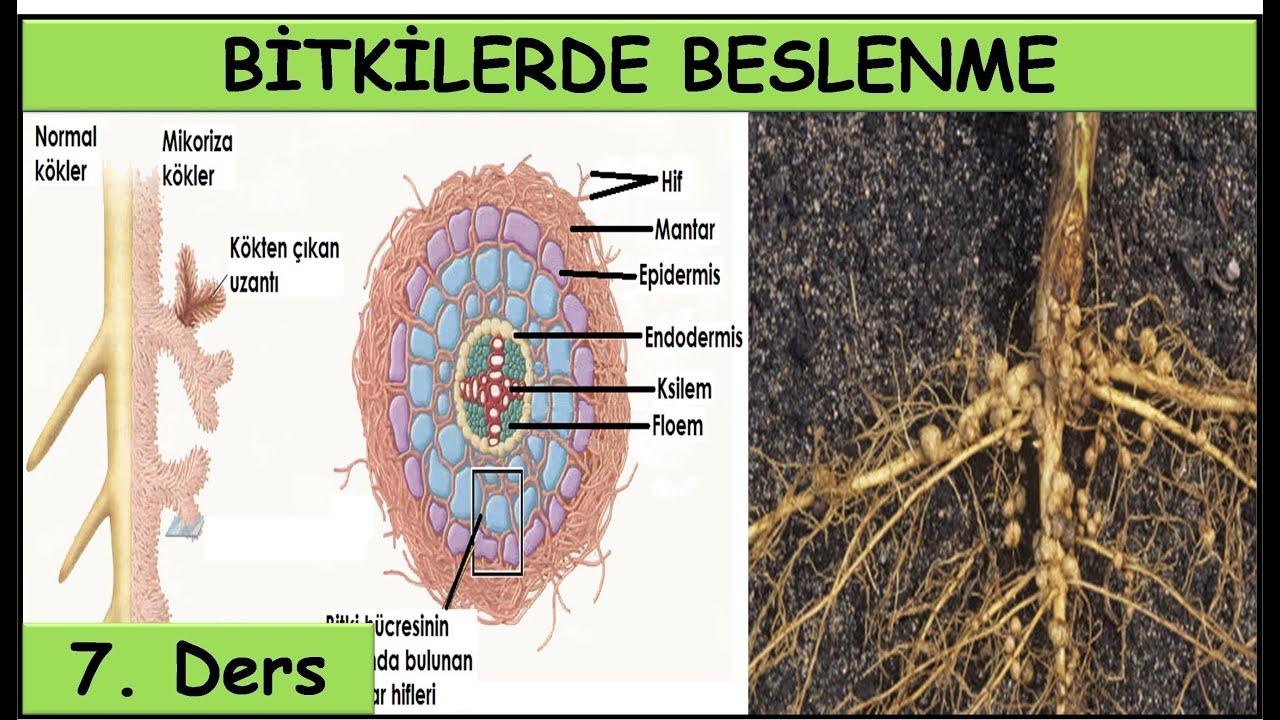 007 Bitkilerde Beslenme - YouTube